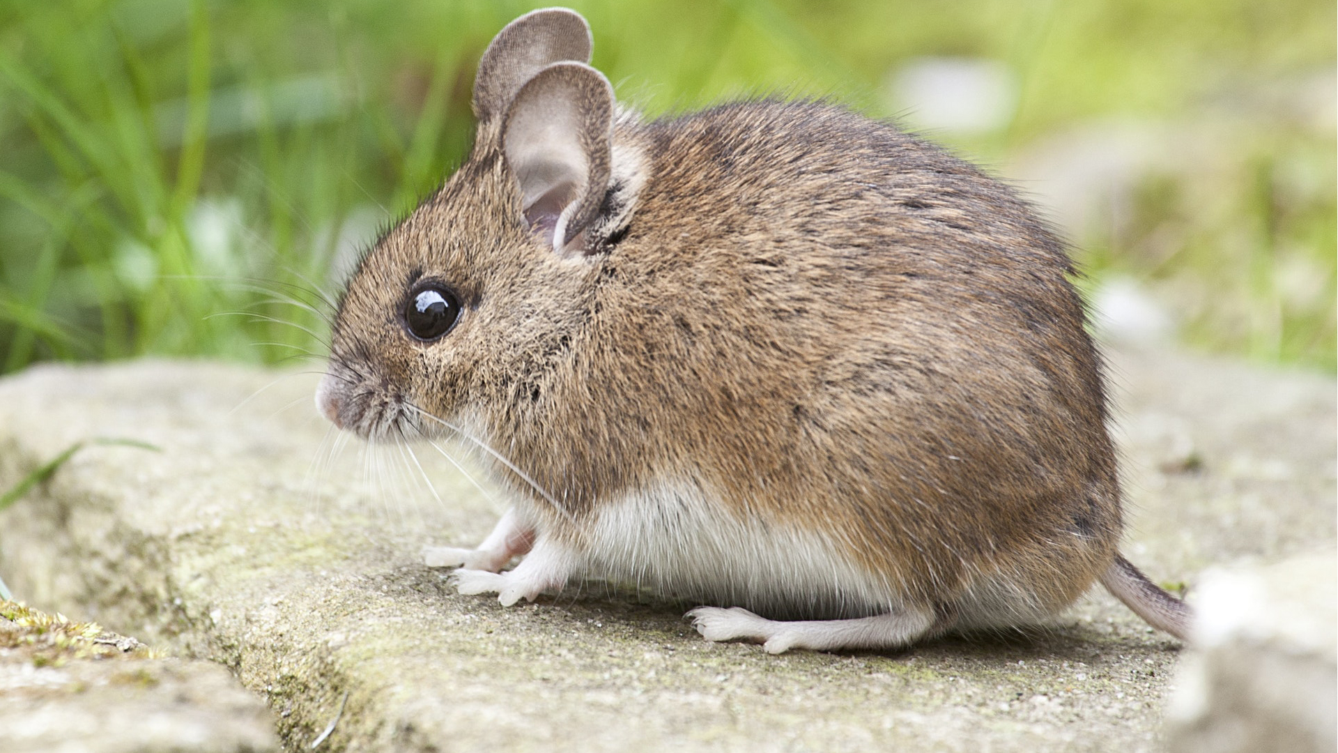 The Monday Morning Throwback - Brian's mouse problem. - 95-7 THE ROCK