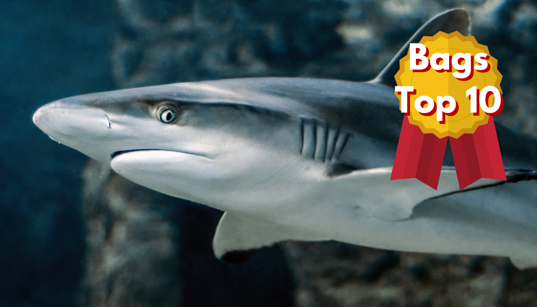Most Awesome Sharks - Bags' Top 10 - 95-7 THE ROCK